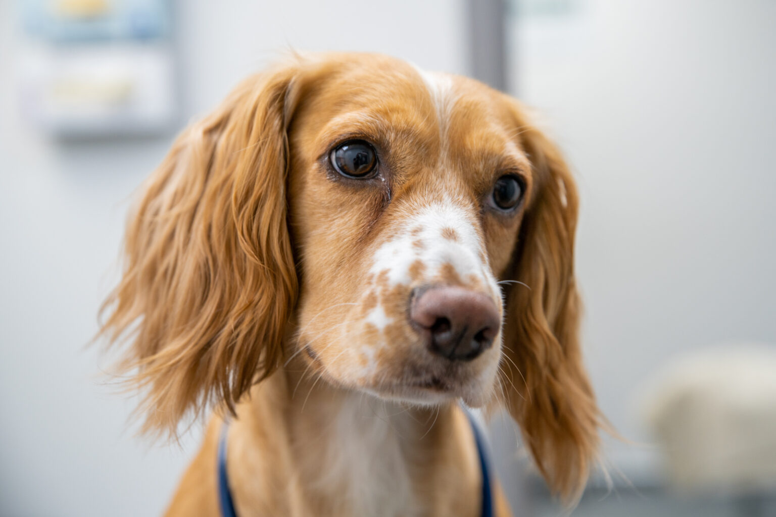 Abbey Vet Group | Providing Quality Care for the Pets of Derby
